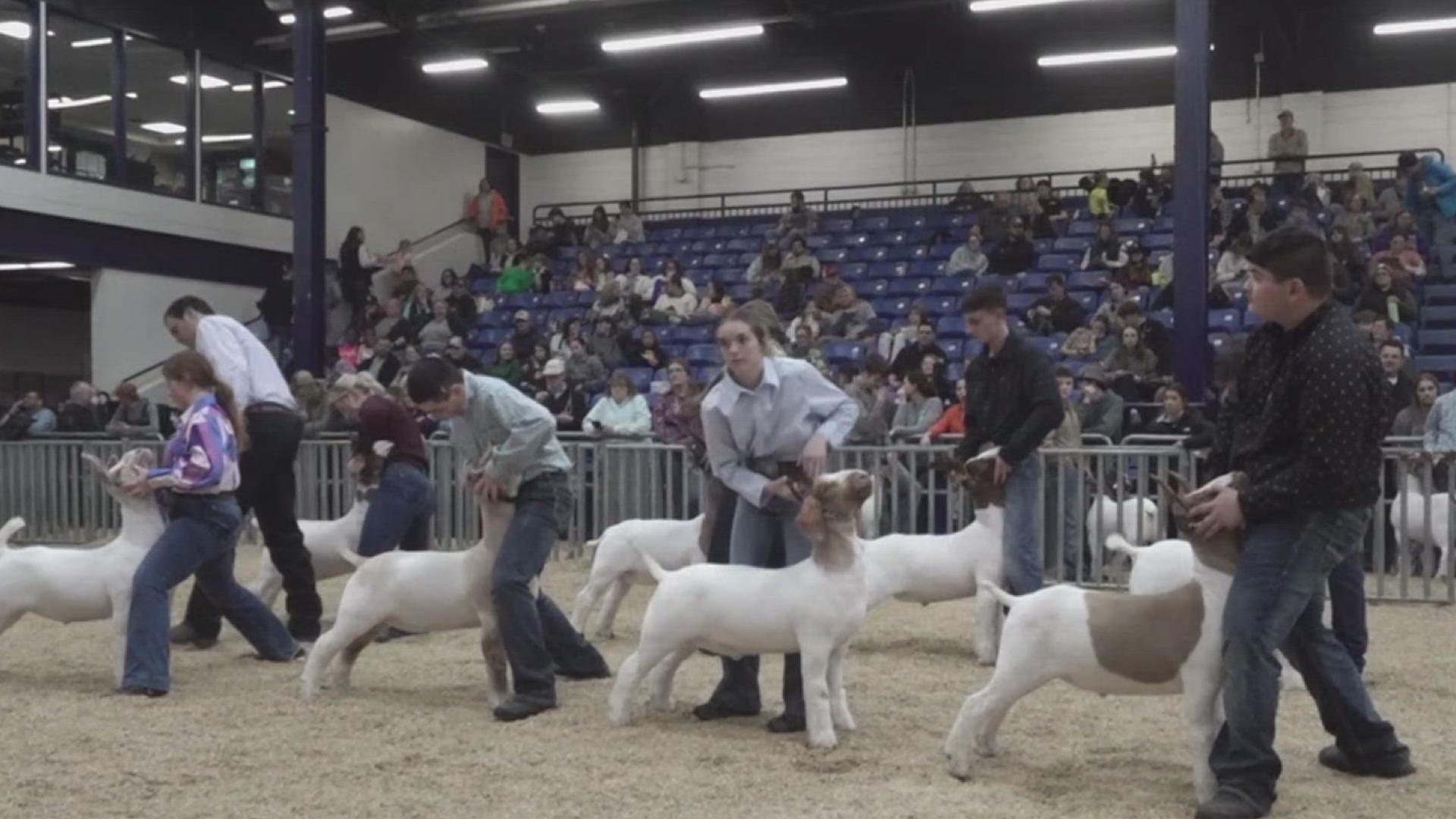 Angorapalooza sparks creativity at PA Farm Show with 2-hour rabbit ...