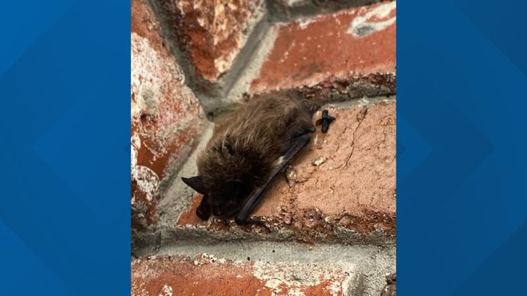 Northern long-eared bats | One of Pa.'s most solitary, but necessary ...