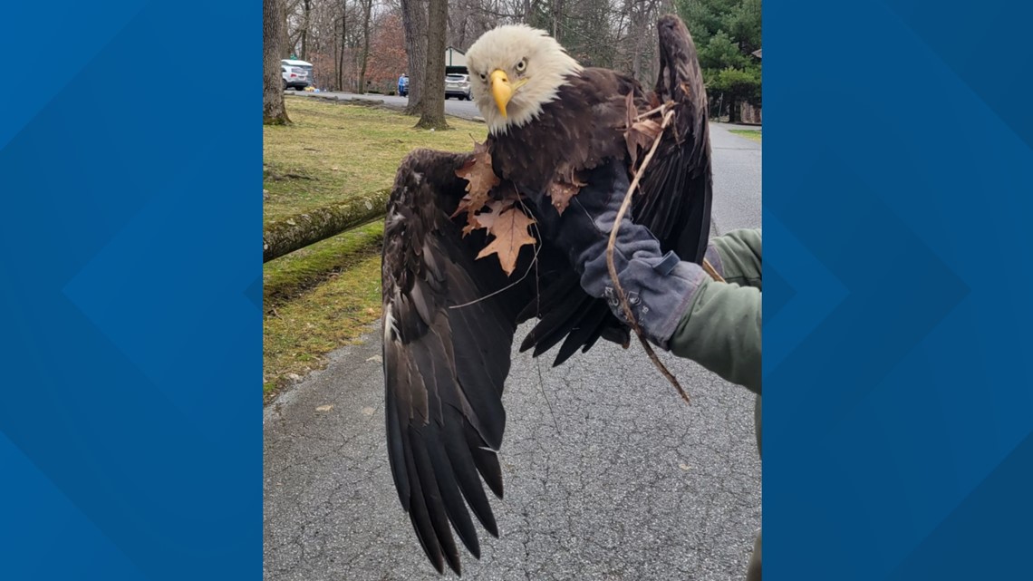 Injured bald eagle rescued by officers | fox43.com
