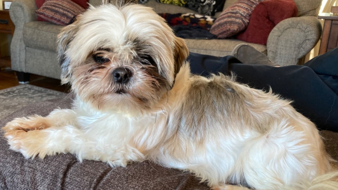 Dogs rescued earlier this year available for adoption, HSHA says ...