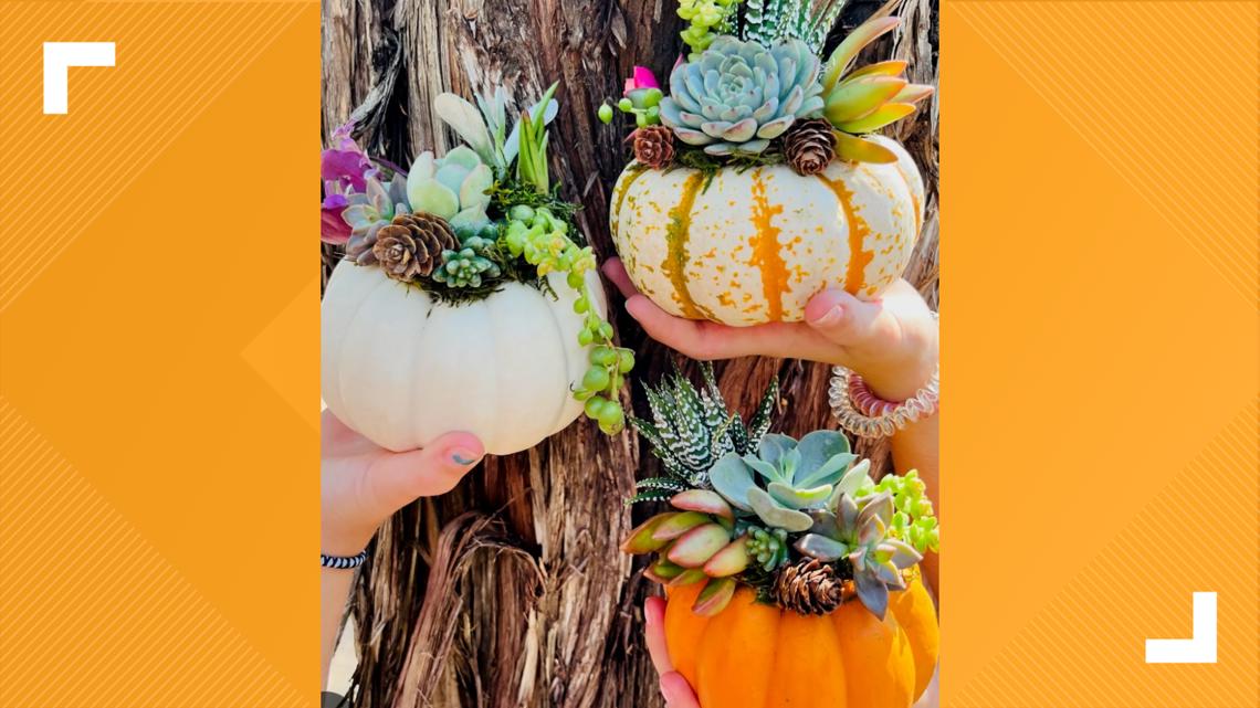 Learn how to make pumpkin succulent decorations at Shear Heaven Farm ...