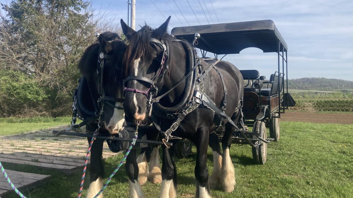 Silvershire Farm invites guests on a horse-drawn carriage ride through ...