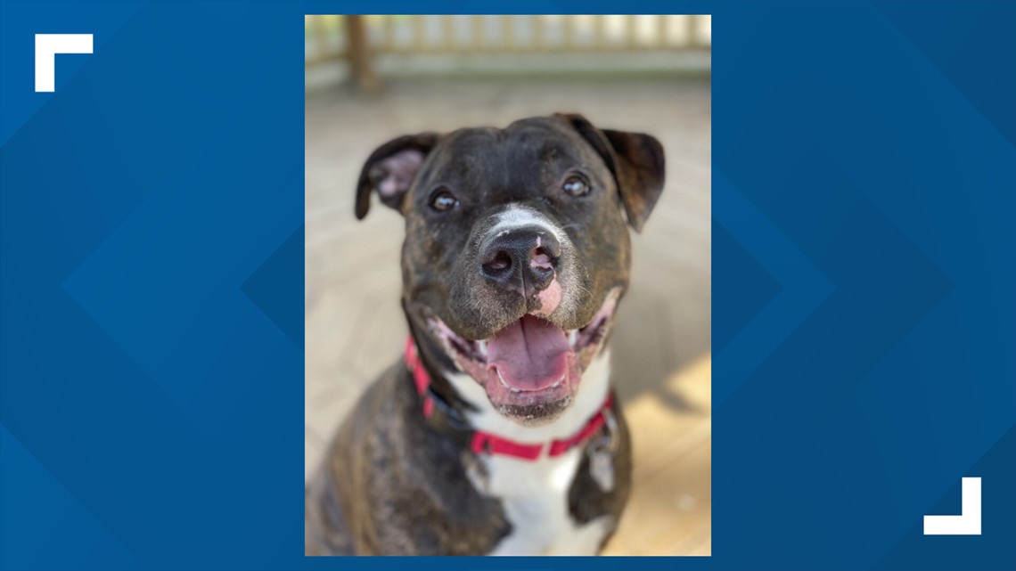 Adopt a shelter pet at no cost to celebrate 'National Adopt a Shelter ...