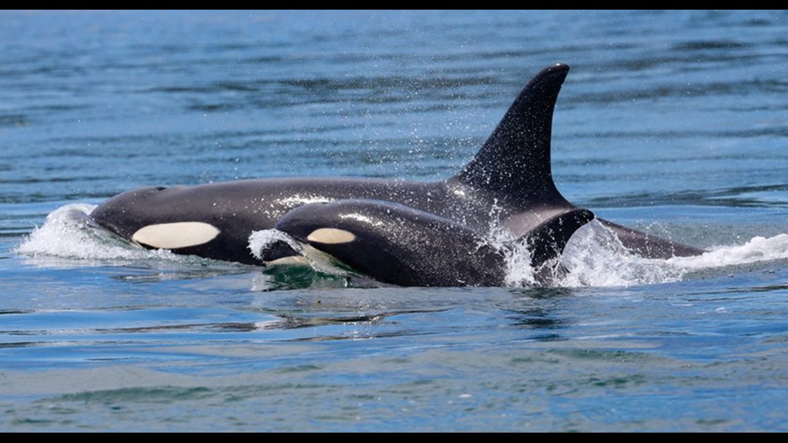 Orca’s never-before-seen behavior left scientist ‘horrified and ...