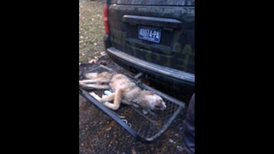 Rabid coyote killed after attacking two people and a dog | fox43.com