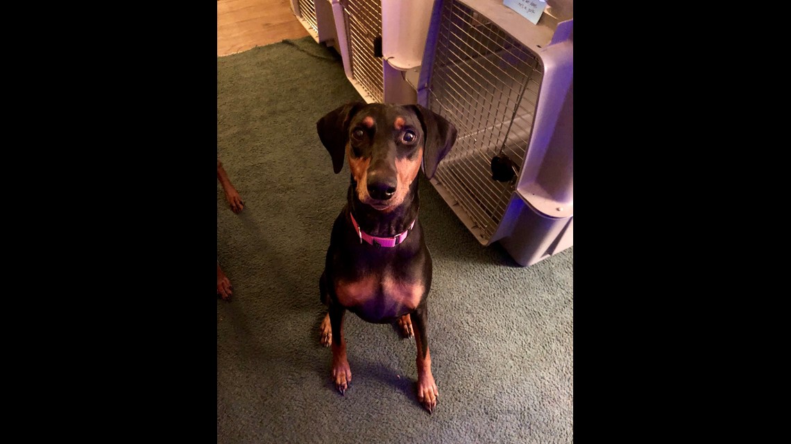 Furry Friends with Dixie, the Doberman Pinscher | fox43.com