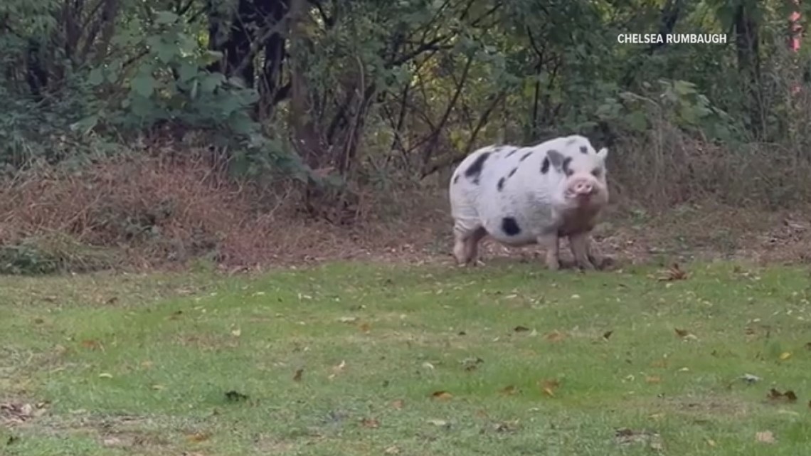 Pig on the run: Owners say 'Kevin Bacon' is AWOL | fox43.com