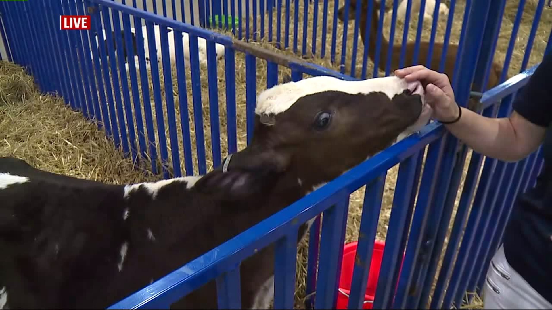 Animals, Food, and Fun at Opening Day for the 2019 York Fair | fox43.com