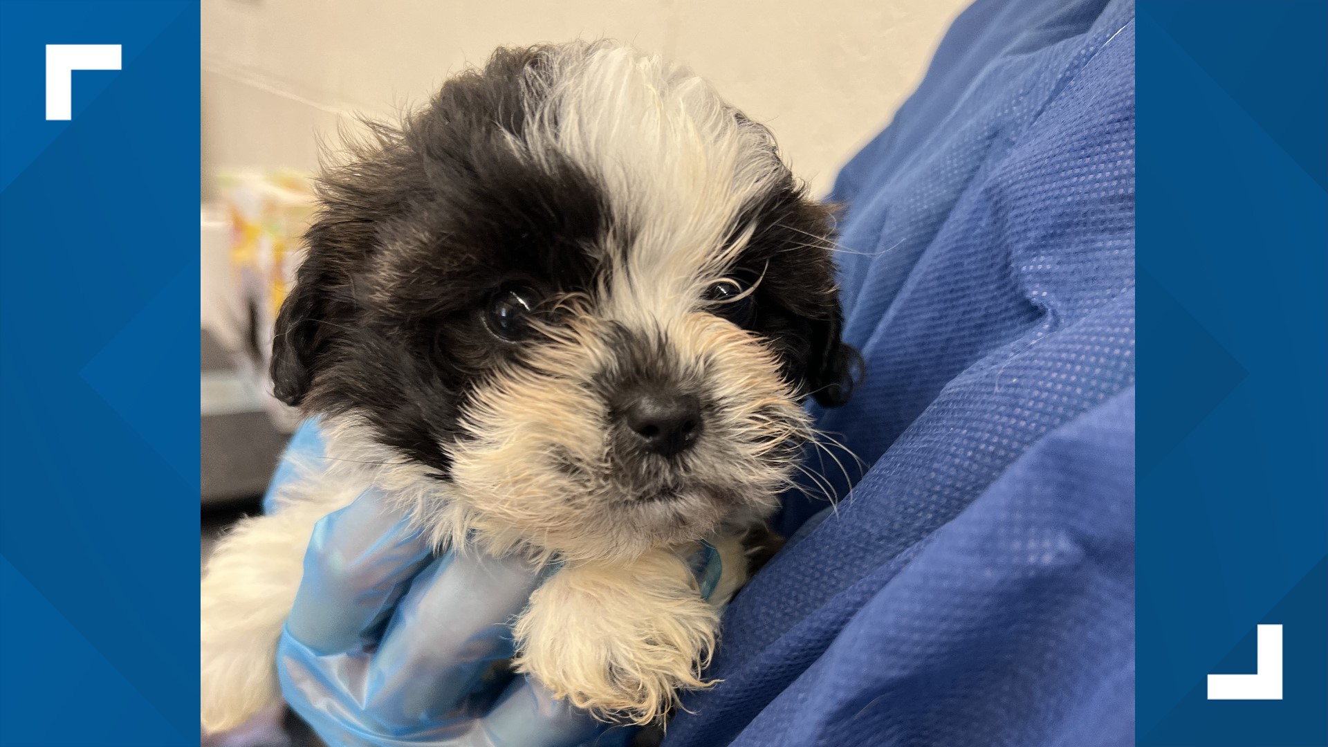 21 dogs taken from Lancaster County breeder over health and living ...