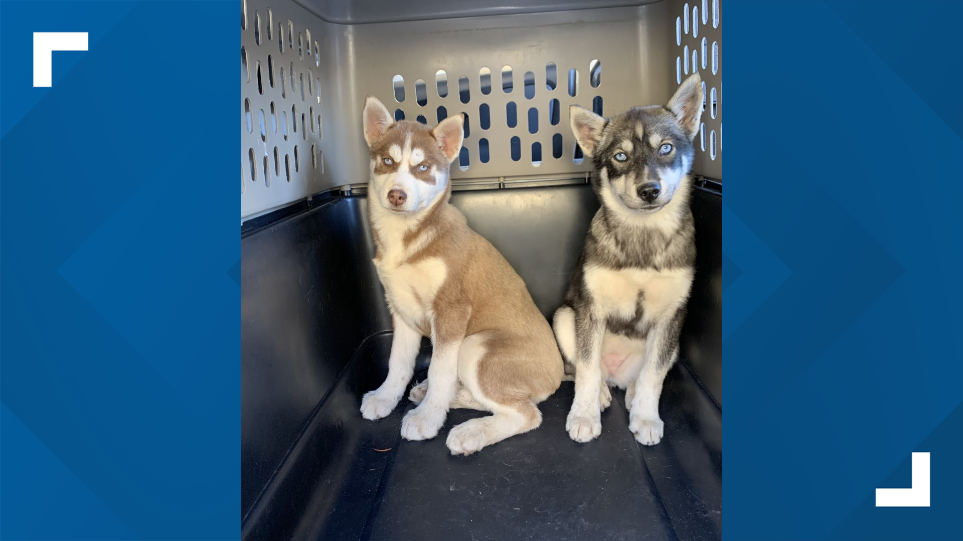 PSPCA removes allegedly neglected 17 dogs, including 5 puppies, from ...