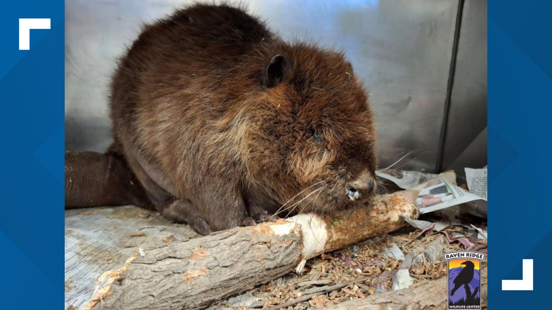 Animal rescue seeks aid for beaver shot by Susquehanna River | fox43.com