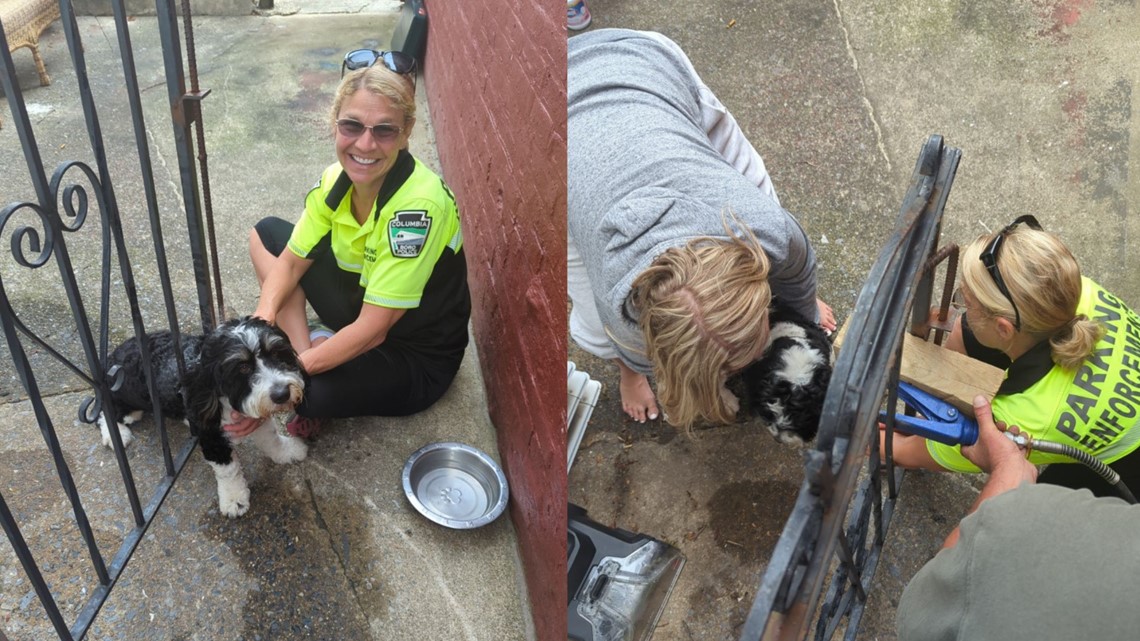 Borough employees rescue dog stuck in gate | fox43.com