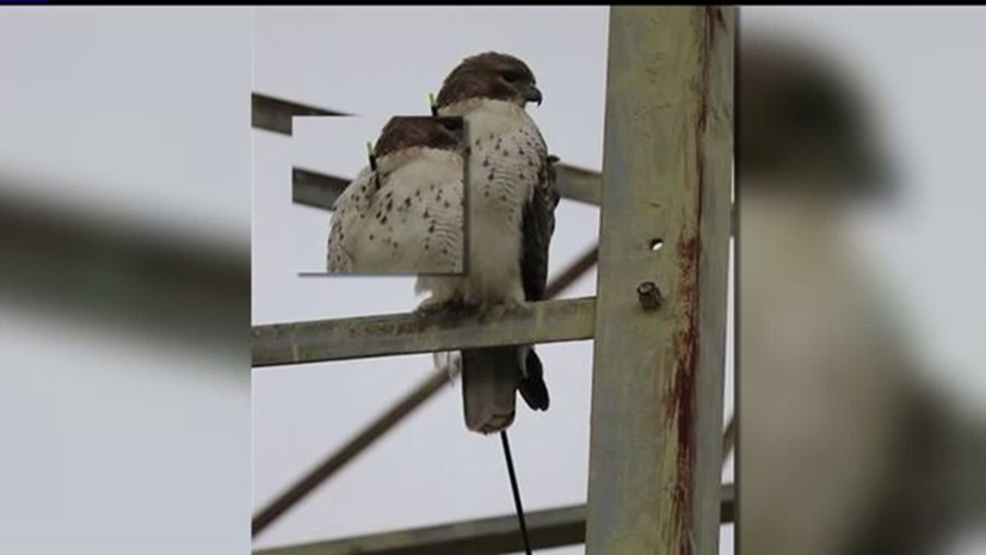 Hawk with arrow in chest spotted around Rocky Ridge Park | fox43.com
