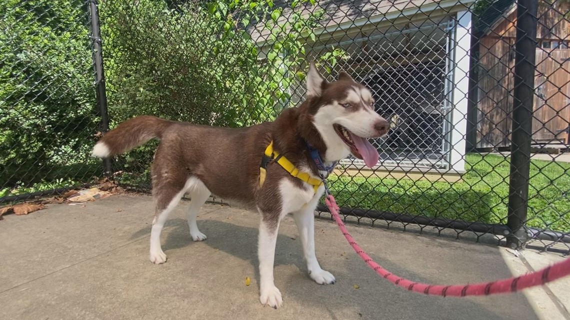 Hope the Husky is this week's Furry Friend! | fox43.com