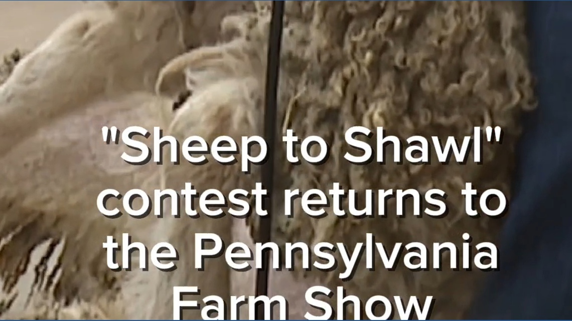 Sheep to Shawl contest returns to the Farm Show | fox43.com