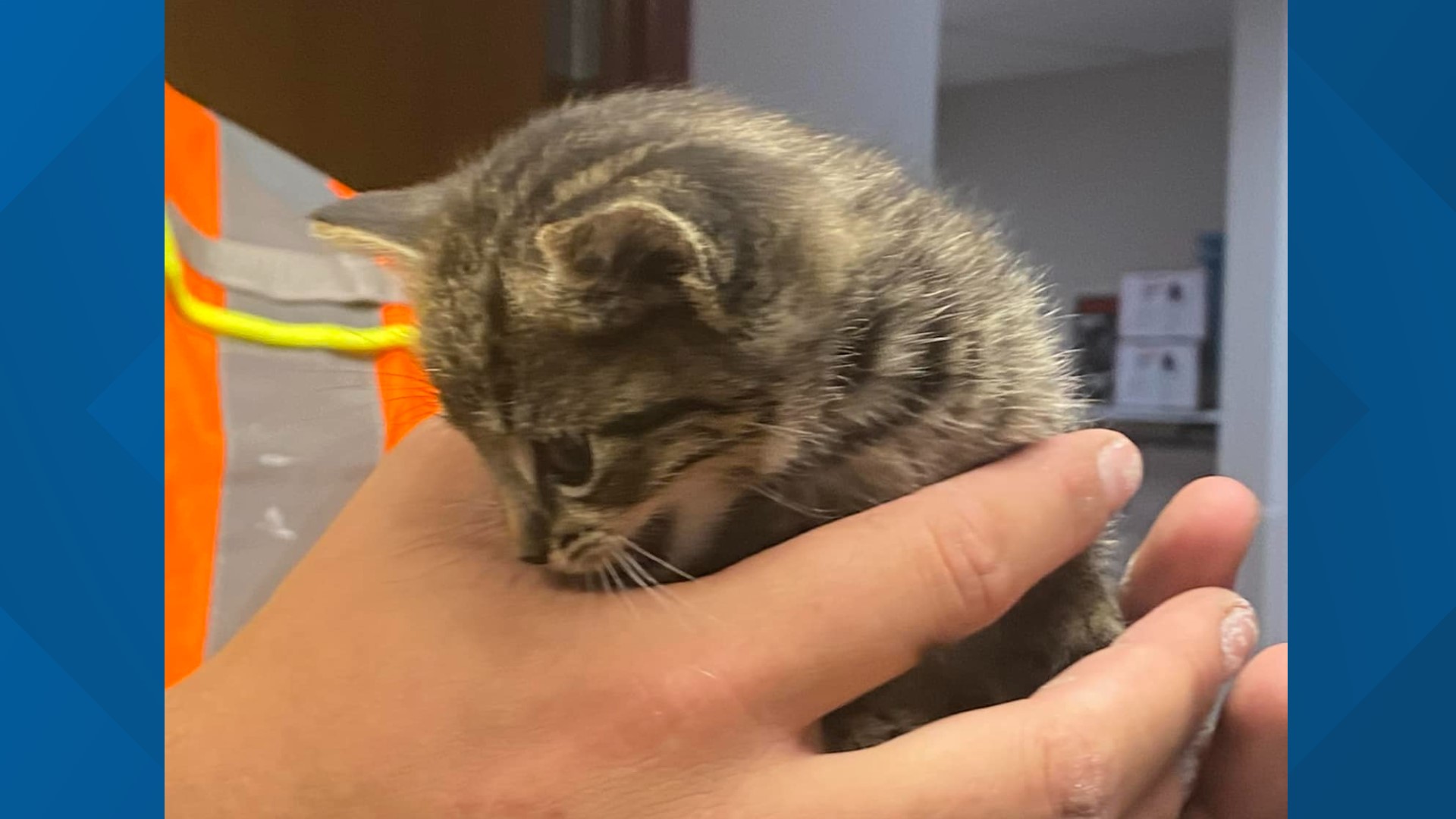 Workers rescue 6-week-old kitten in Upper Allen Township | fox43.com