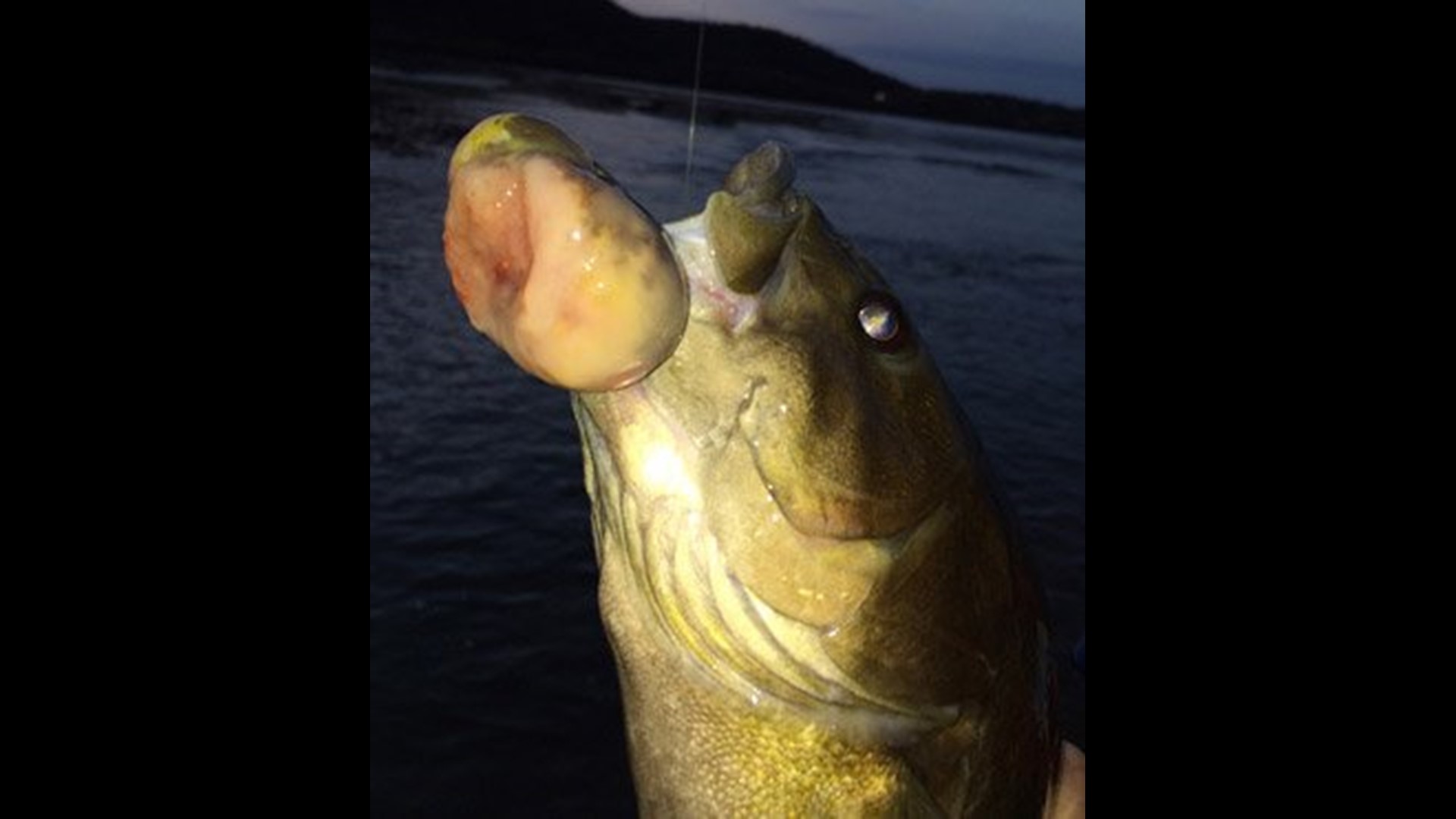 Angler catches smallmouth bass with large cancerous tumor | fox43.com
