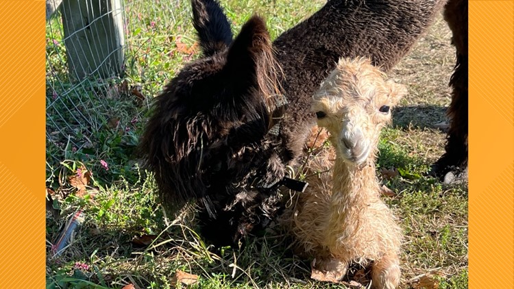 Adorable alpaca born at Shear Heaven Farm in York | fox43.com
