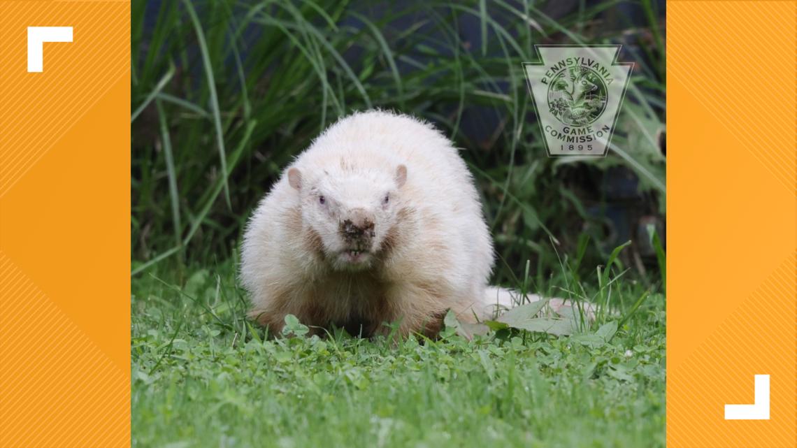 Pa. Game Commission highlights 'ghostly groundhog' | fox43.com