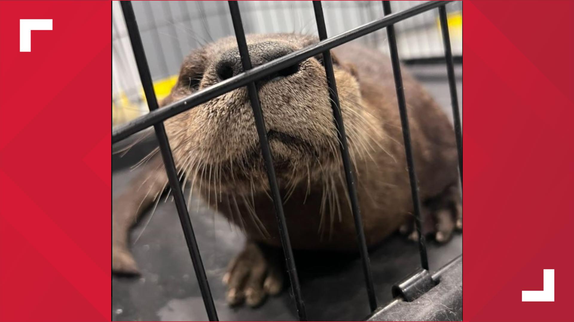 Rescued otter from Franklin County needs surgery, Raven Ridge updates ...