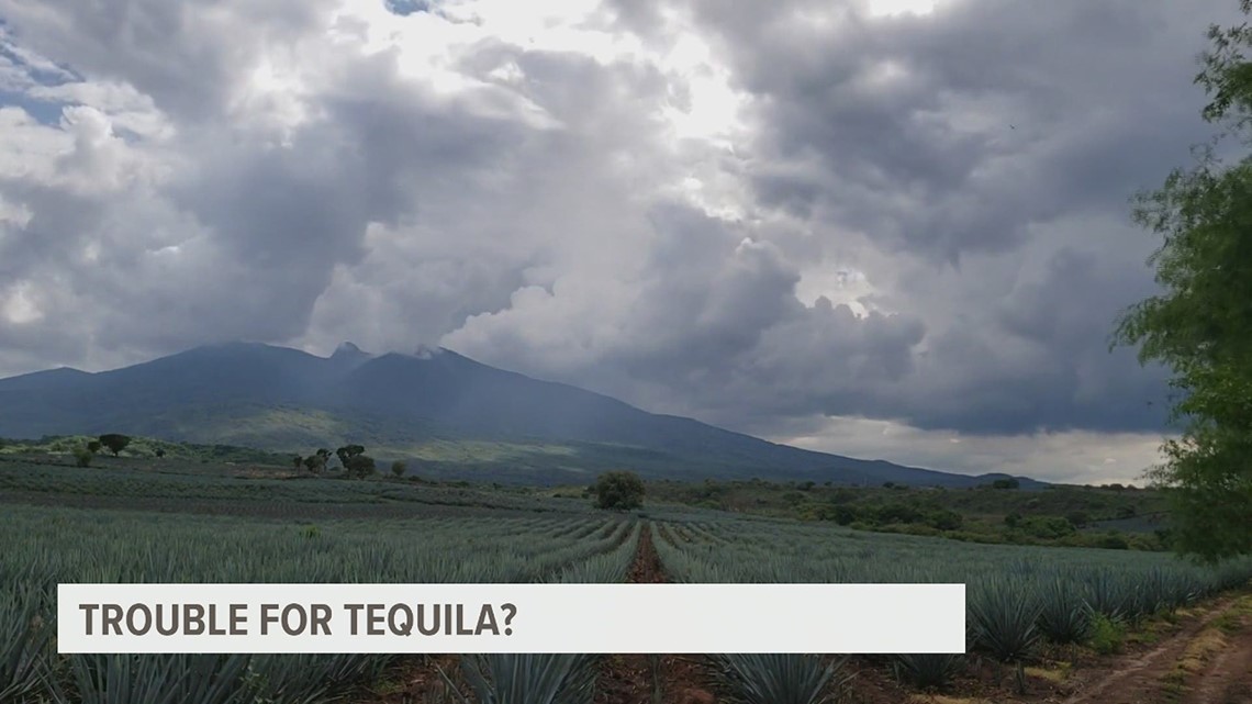 Tequila troubles? How climate change affects the agave plant ...