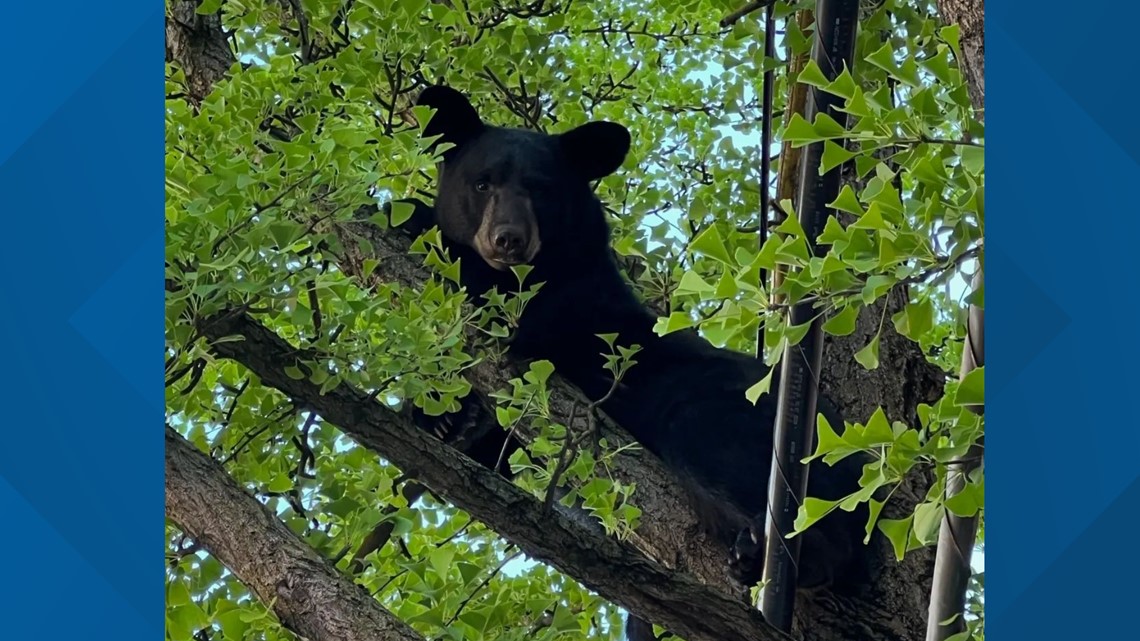 Bear rescued from tree in Gettysburg | fox43.com