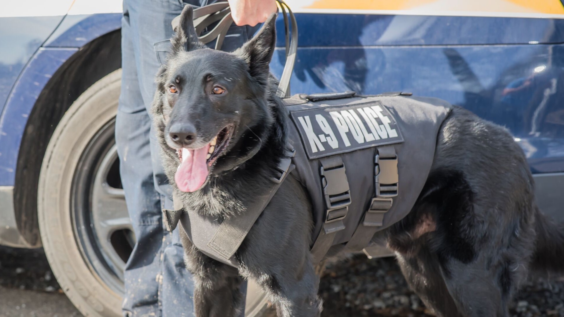 Celebration held in honor of Dauphin County K9 entering retirement ...