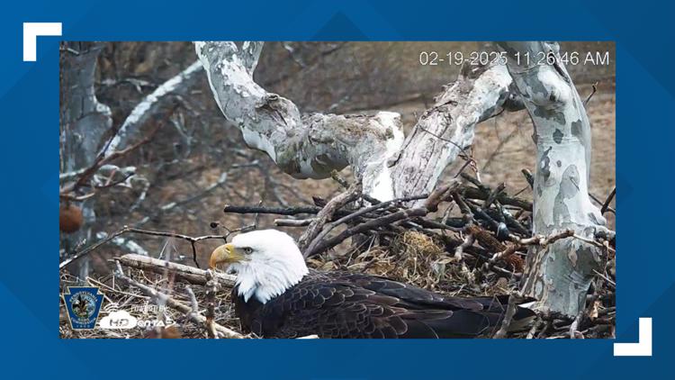 Watch: Eagle Cam streams live coverage of Lancaster County nest | fox43.com