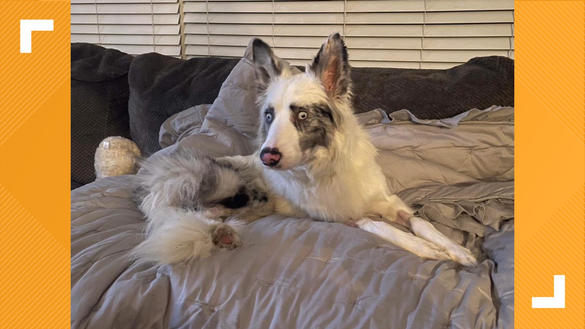 Near-death dog found in box placed in foster care after remarkable ...