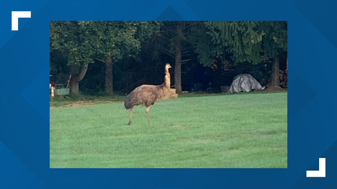 Escaped emu spotted in York County | fox43.com