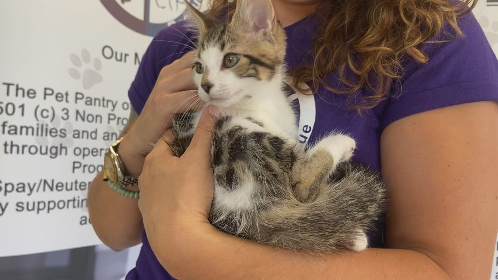 Furry Friends with Spunky, the cat! | fox43.com