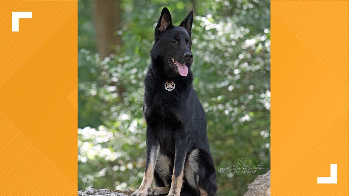 Meet the newest addition to the York County Sheriff's Office | fox43.com