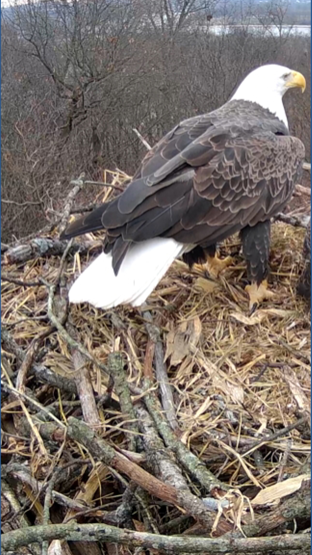 Hanover Eagle Cam is back, just in time for 2026 nesting season | fox43.com