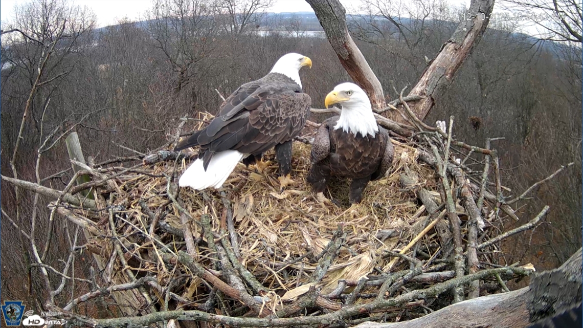 Hanover Eagle Cam is back, just in time for 2026 nesting season | fox43.com