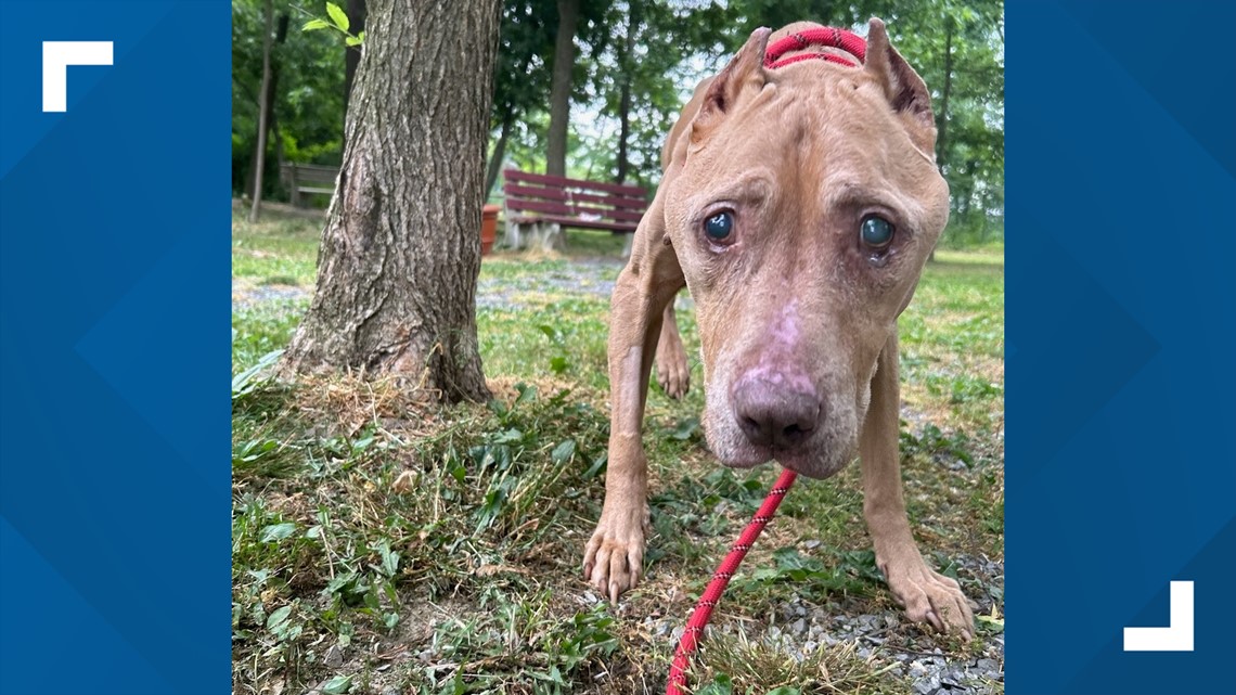 15-year-old dog found near-death in Lebanon County storm drain, now ...