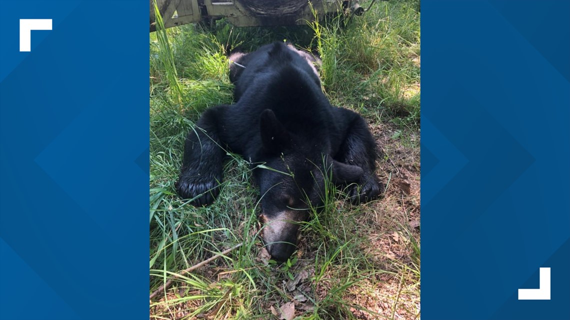 150-pound black bear trapped, tranquilized in New Cumberland | fox43.com