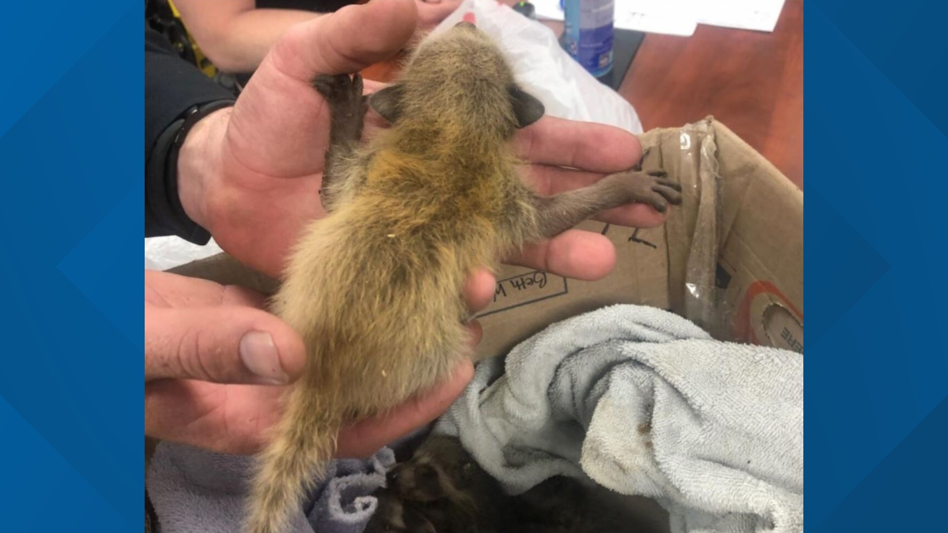Raccoons rescued in York County | fox43.com