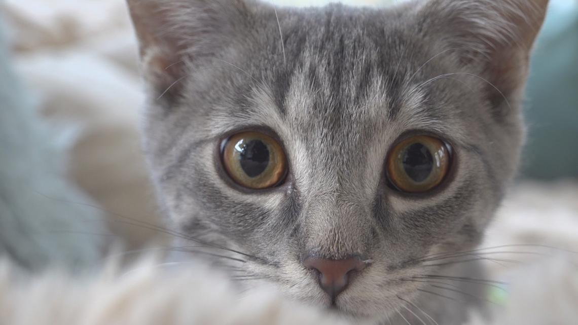 Mission Matters: Loving Care Cat Rescue gives injured and neglected cats a second chance at life ...