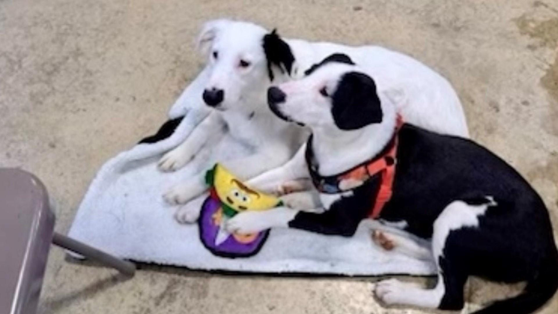 Furry friends with Bitsy and Suki, the dogs! | fox43.com