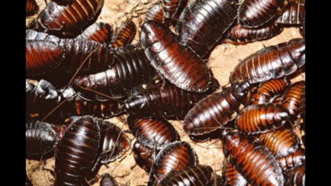 Drink up: Cockroach milk is the protein drink you didn’t know you’ve ...