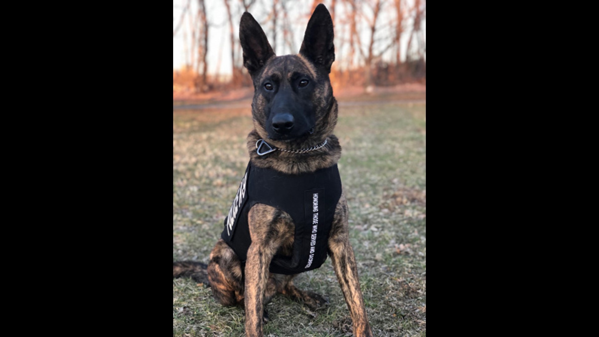 Swatara Township Police K9 Kix receives new bullet- and stab-proof ...