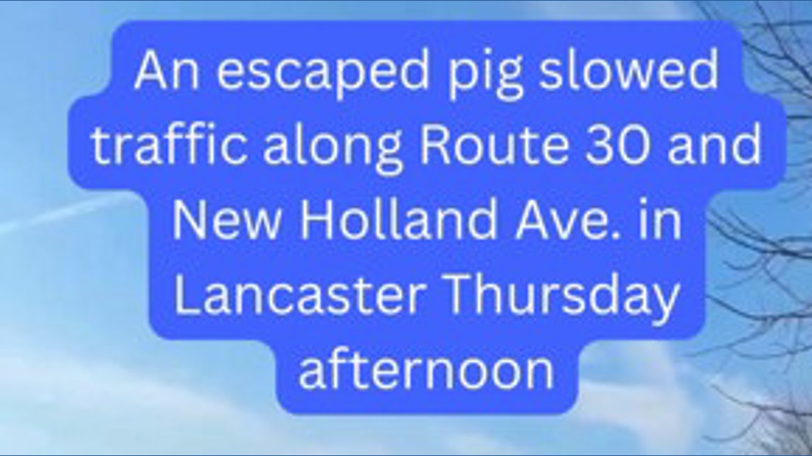Pig escapes along Route 30 in Lancaster County | fox43.com