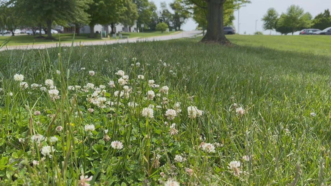 The environmental benefits of clover lawns, according to experts ...
