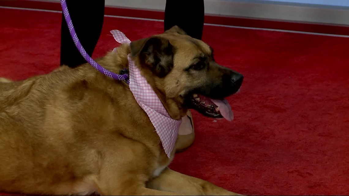 Furry Friends with Tippy, the dog | fox43.com