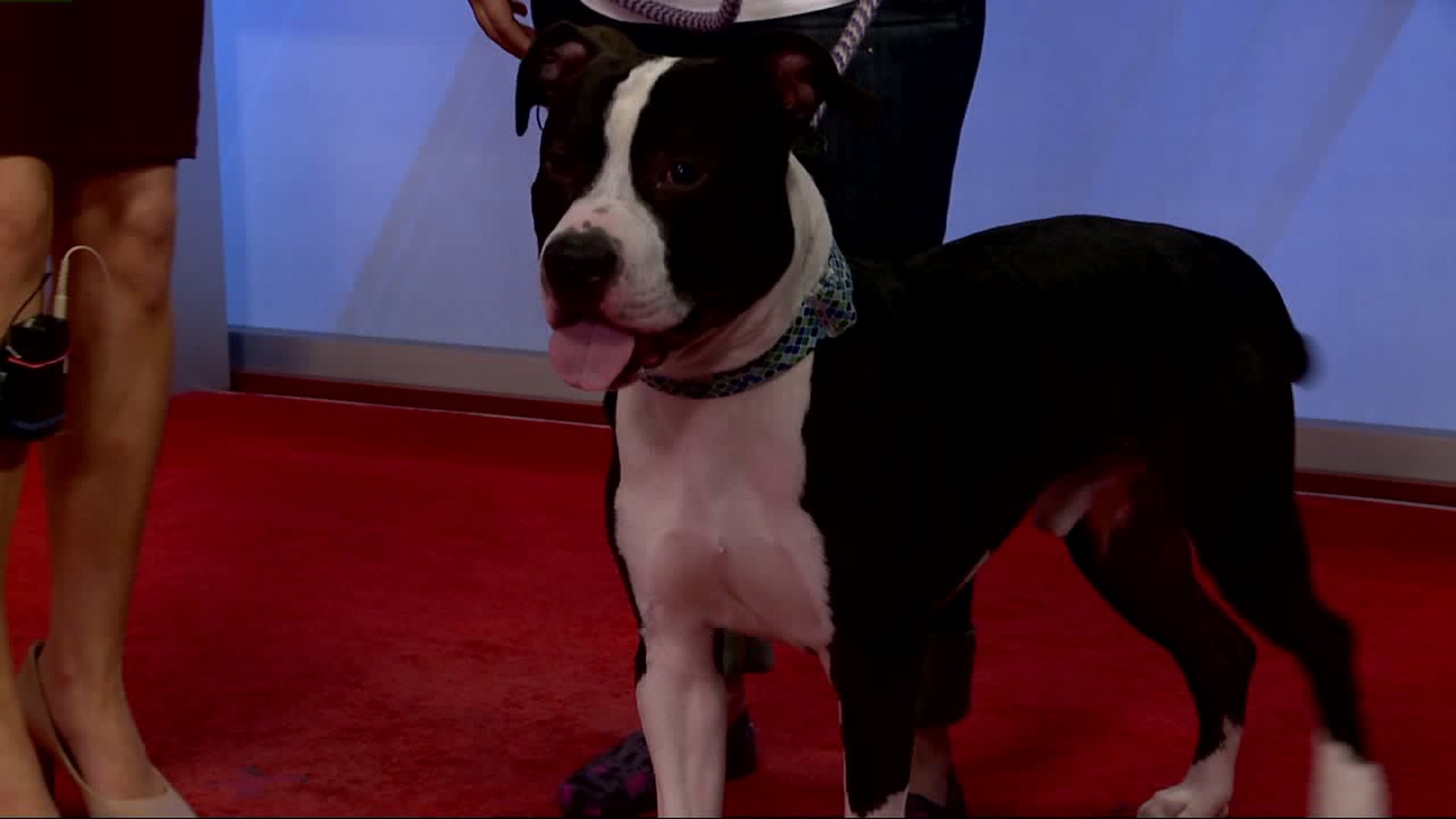 Furry Friends with Megatron, the pit bull terrier mix! | fox43.com