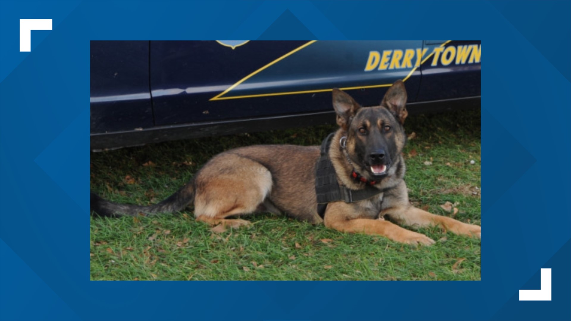 Derry Township Police K9 dies | fox43.com