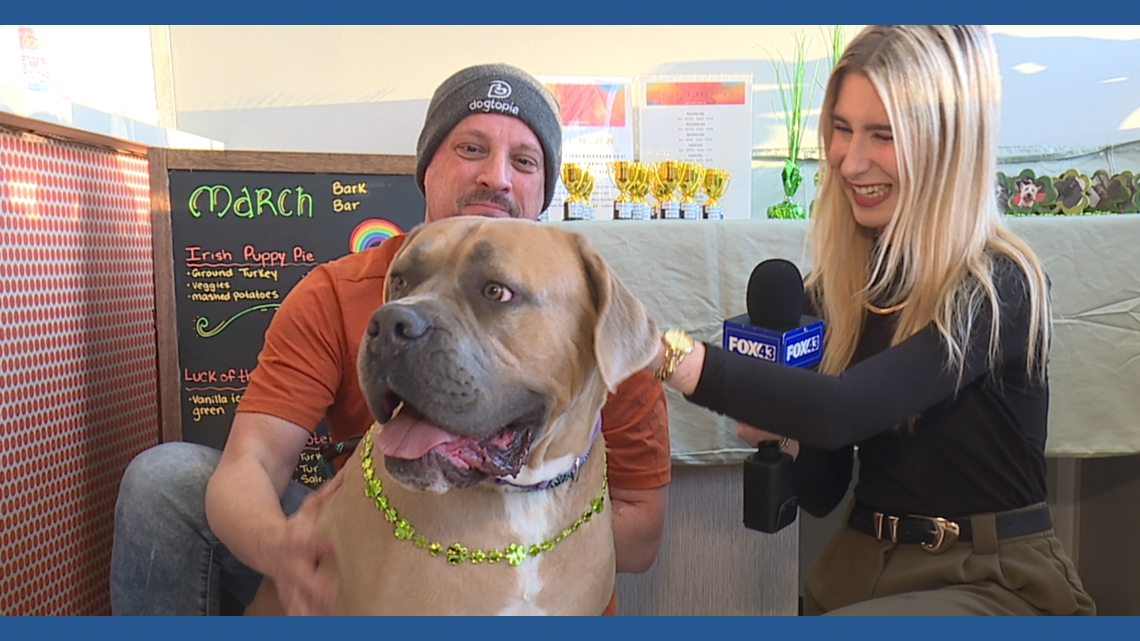 Dogtopia hosts St. Patrick’s Day celebration for dogs in Mechanicsburg ...
