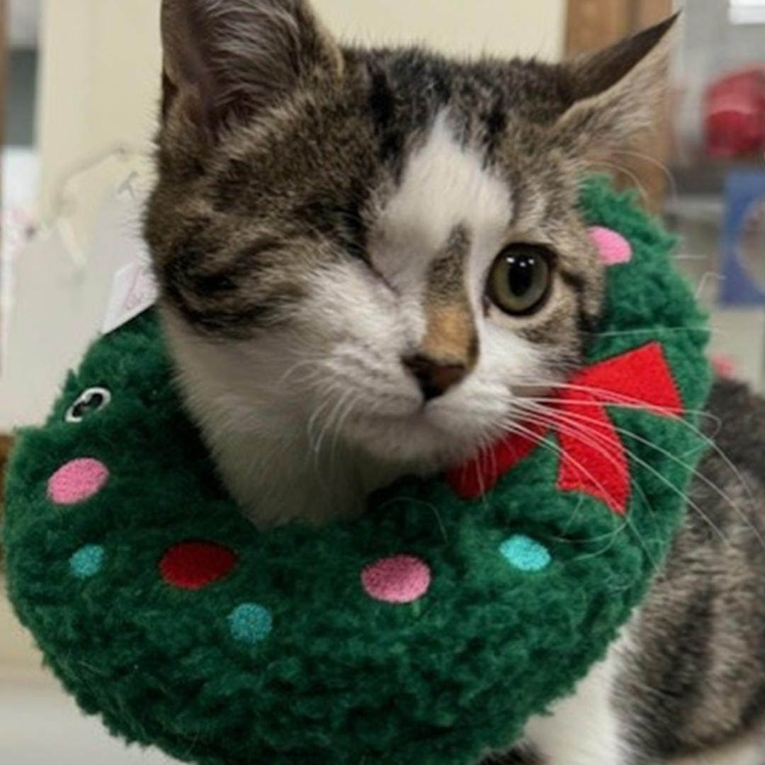 4 people displaced after early morning house fire in York County ...