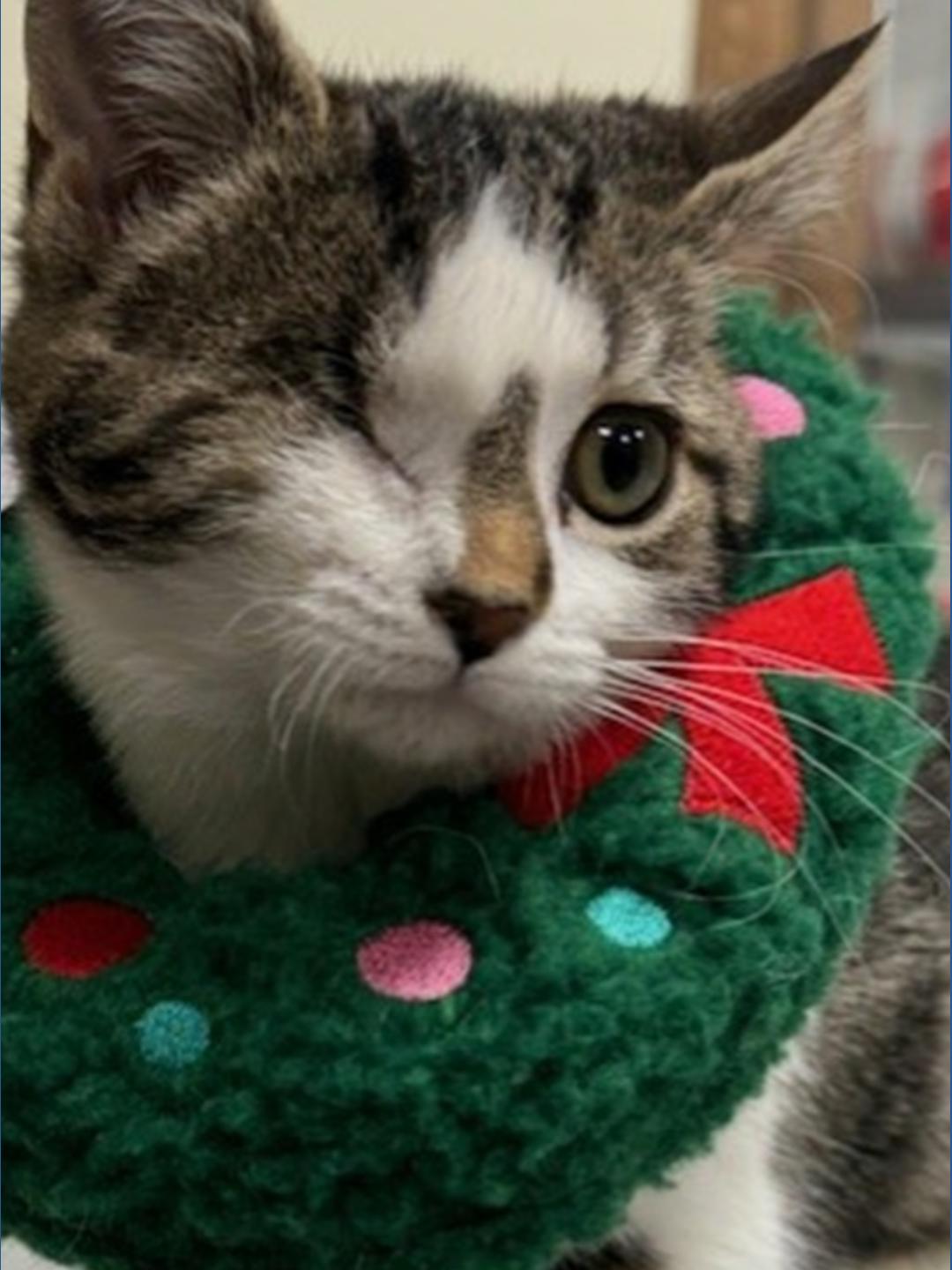 4 people displaced after early morning house fire in York County | fox43.com