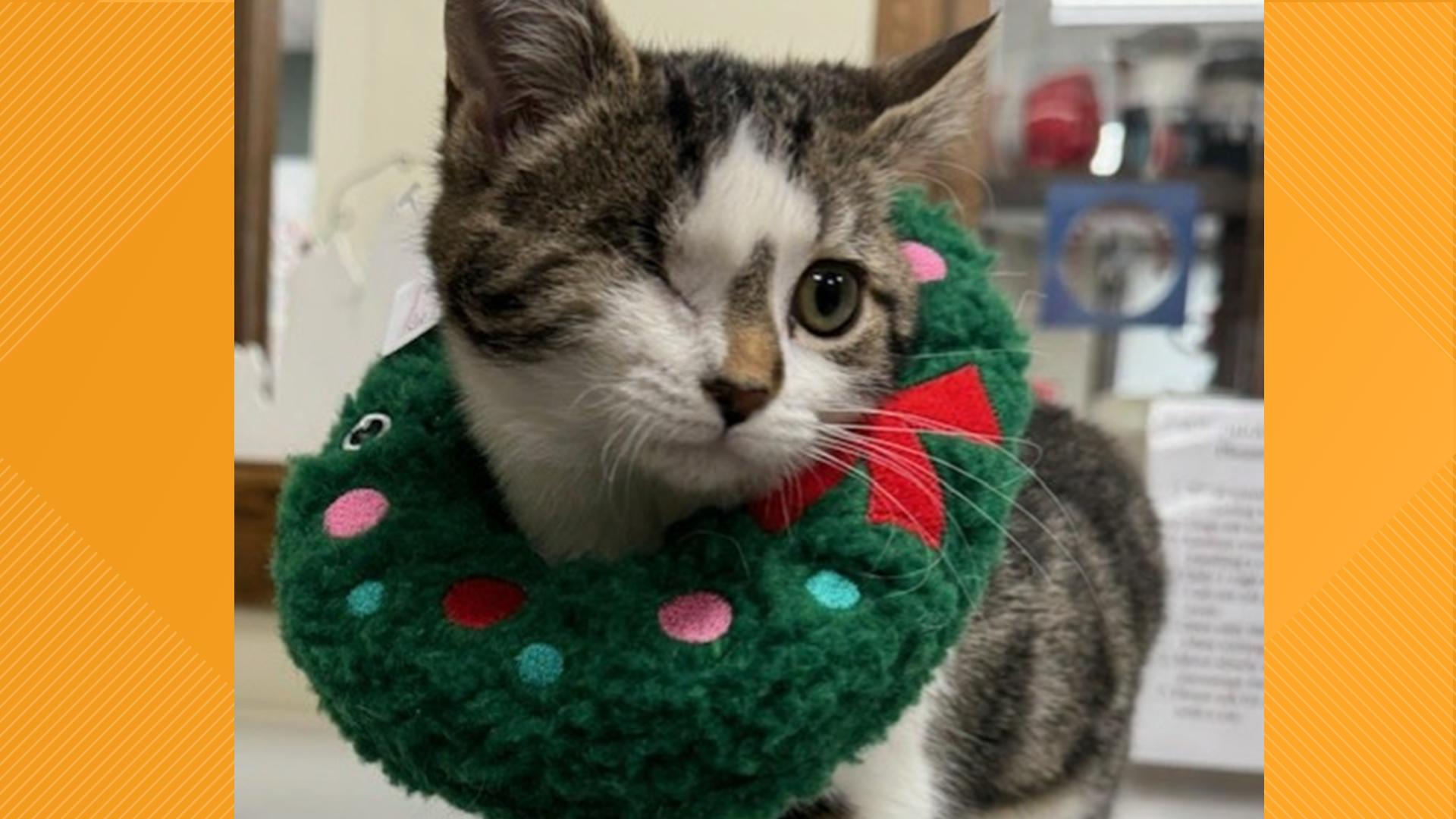 Furry Friends | Meet Tilly | fox43.com